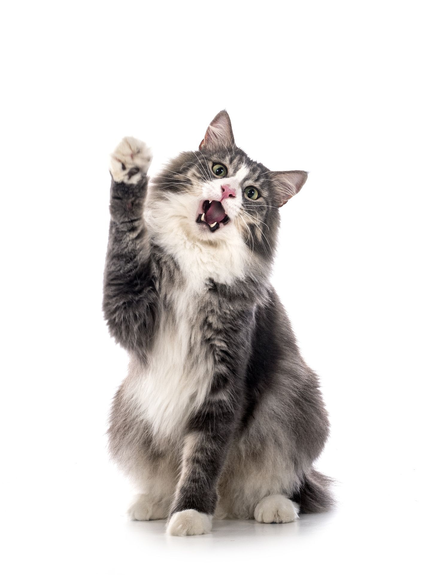 Happy Cat erklärt die Körpersprache von Katzen