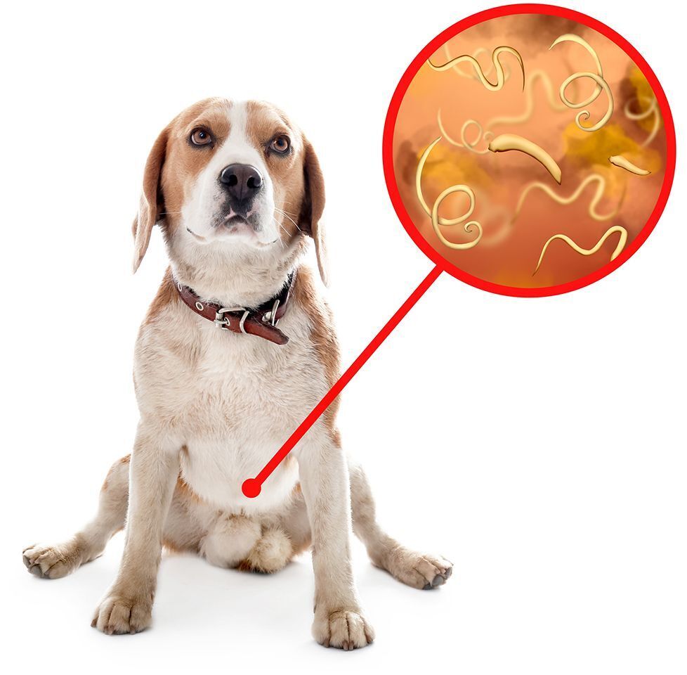 Durchfall beim Hund - Happy Dog