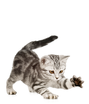 Happy Cat Katzenfutter – Made in Germany