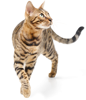 Happy Cat Katzenfutter – Made in Germany