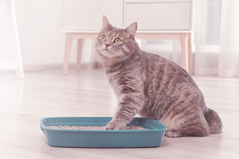 Toxoplasmose - Ansteckung, Symptome & Prävention