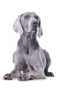 Happy Dog premium dog food – made with love in Germany